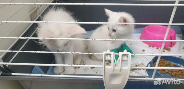 Котята при смерти нужна помощь