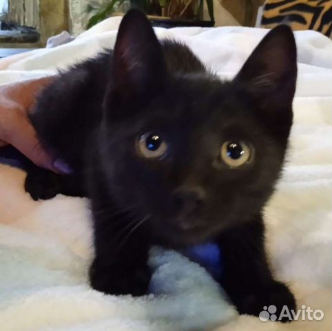 Чернуша из коробки