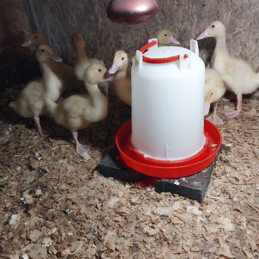 Утята домашние