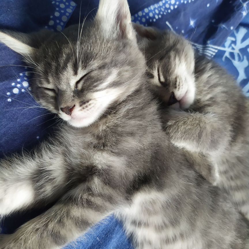Кошечки ответственным и любящим хозяевам
