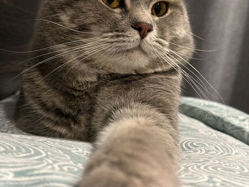 Британский кот вязка