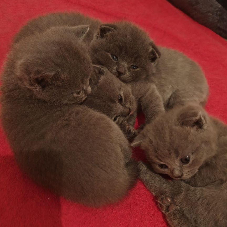 Британский короткошёрстный котёнок