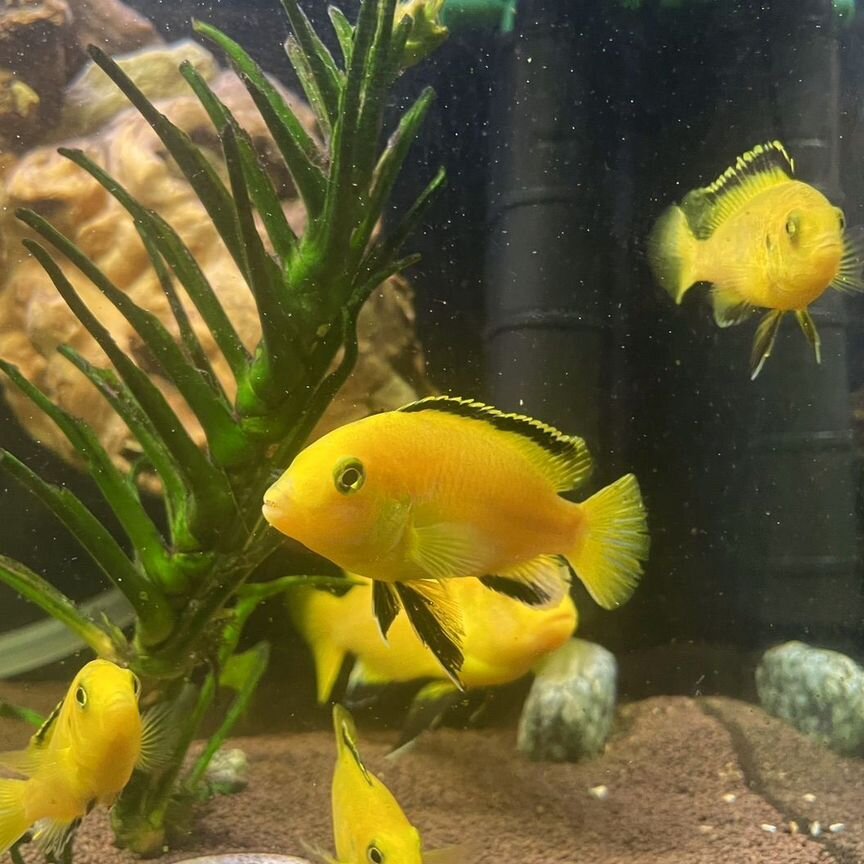 Лабидохромис еллоу