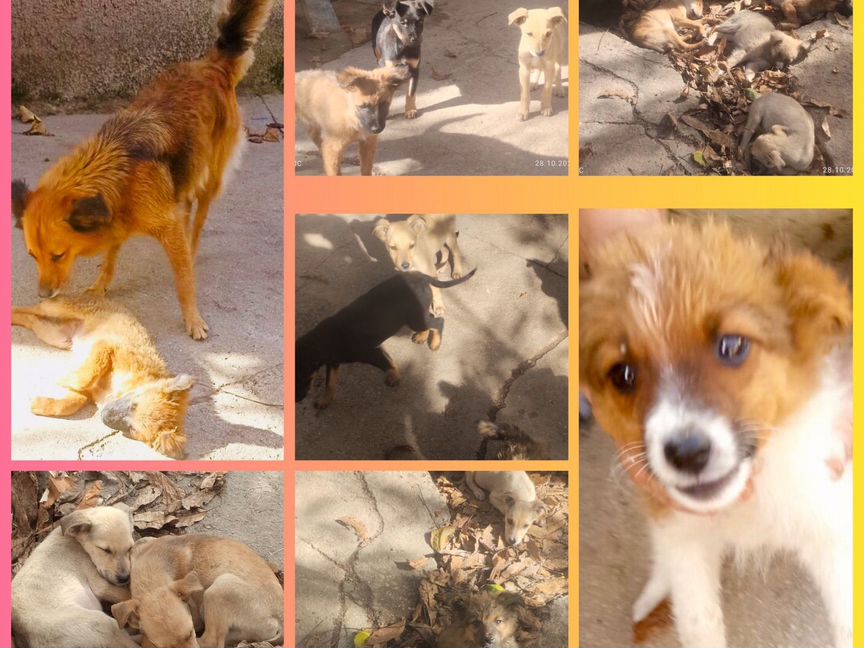 Охранники "в добрые руки)