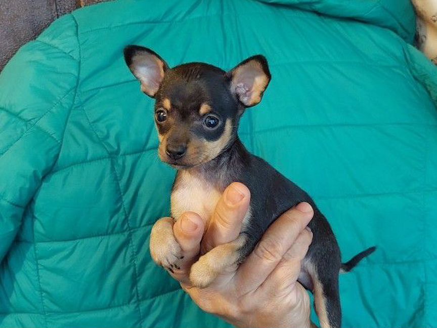 Щеночки той-терьера