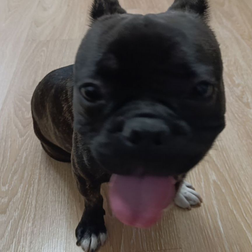 Французский бульдог, взрослый пёс