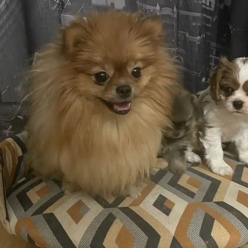 Померанский шпиц, щенок