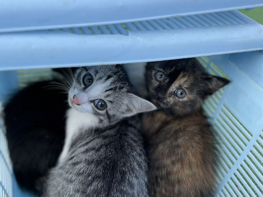 Котята в добрые руки