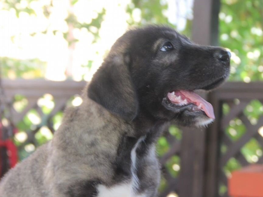 Девочка волкодав