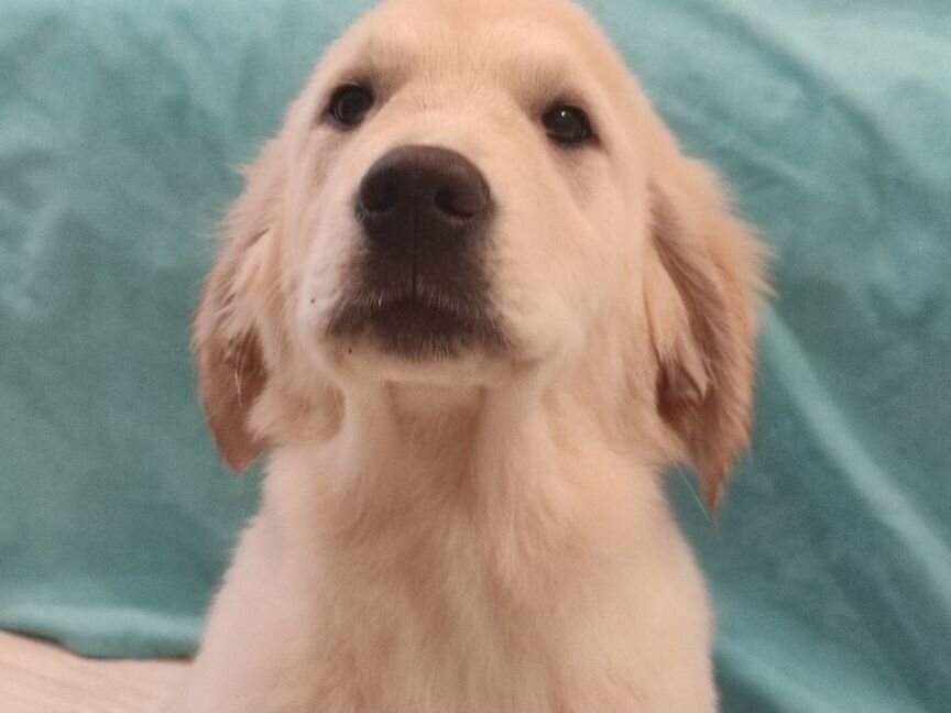 Мальчик и девочка золотого ретривера от чемпионов