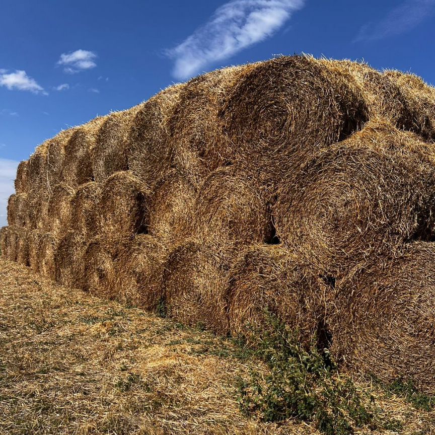 Гороховое салома