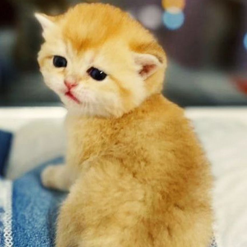 Британские золотые котята