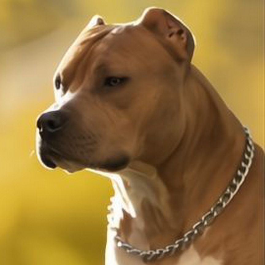 Американский стаффордширский терьер, щенок