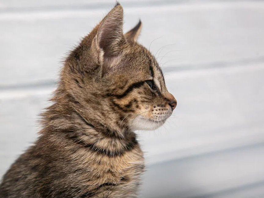Котята чаузи