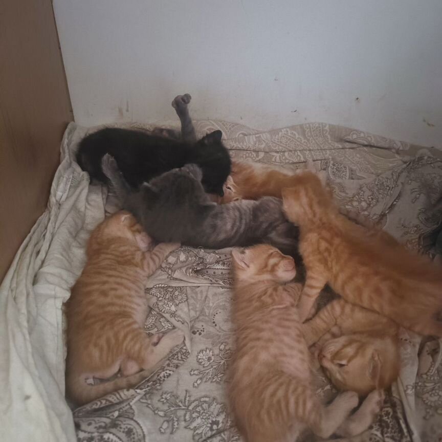 Котята