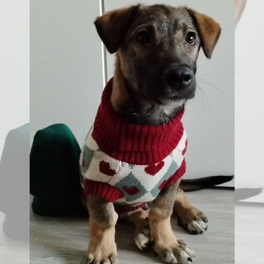 Щенок в добрые руки