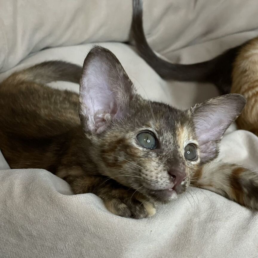 Ориентальные котята