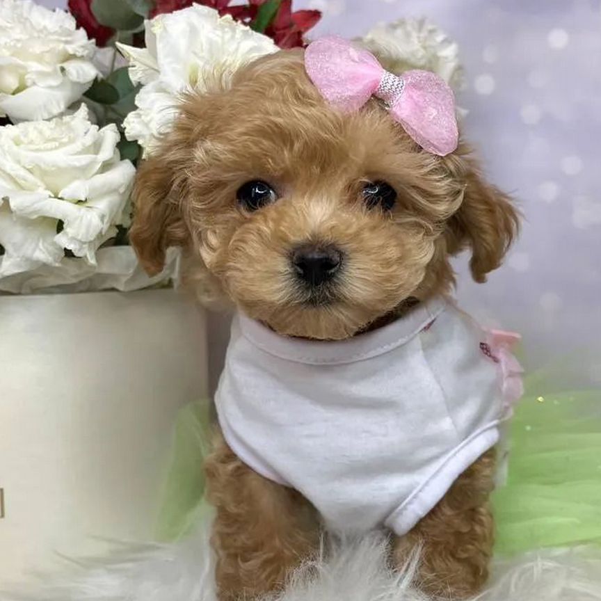 Мальтипу, щенок