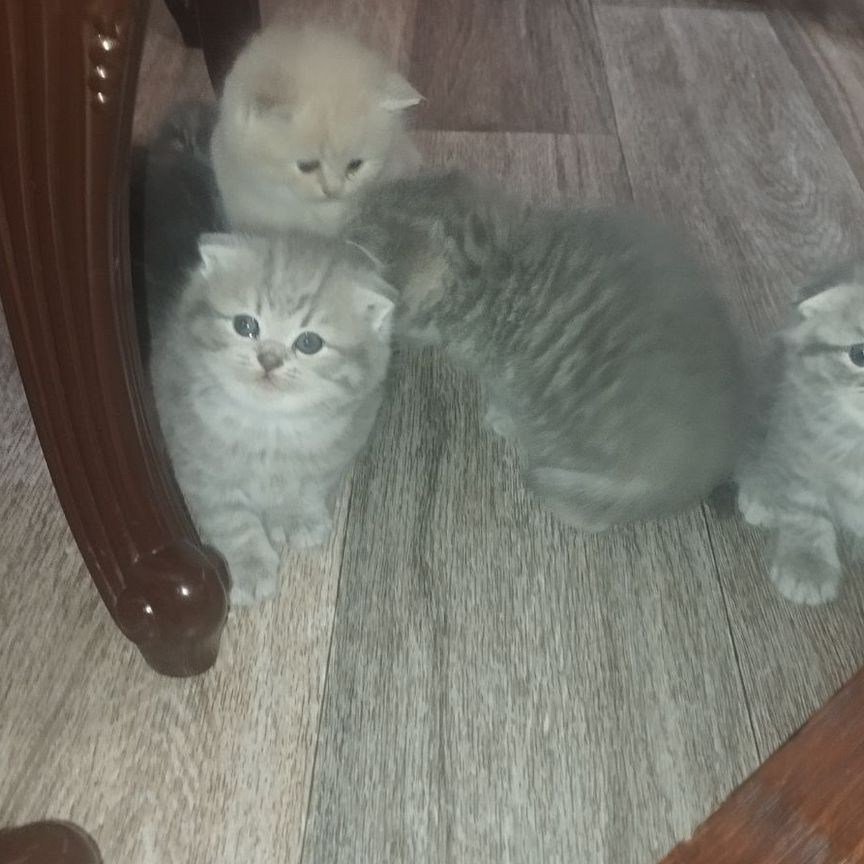 Шотландский прямоухий длинношёрстный котёнок