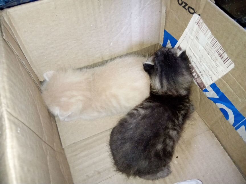 Котята в добрые руки