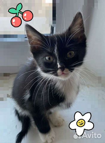 Котенок милая Алиса