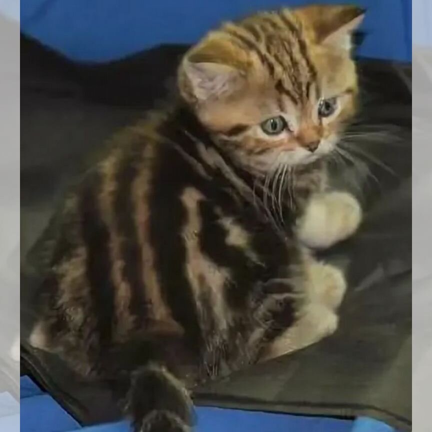 Замечательные тигрята