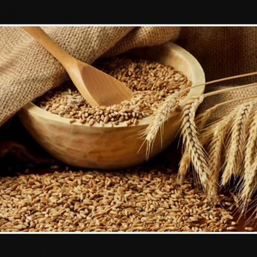 Зерно пшеница 3 класс