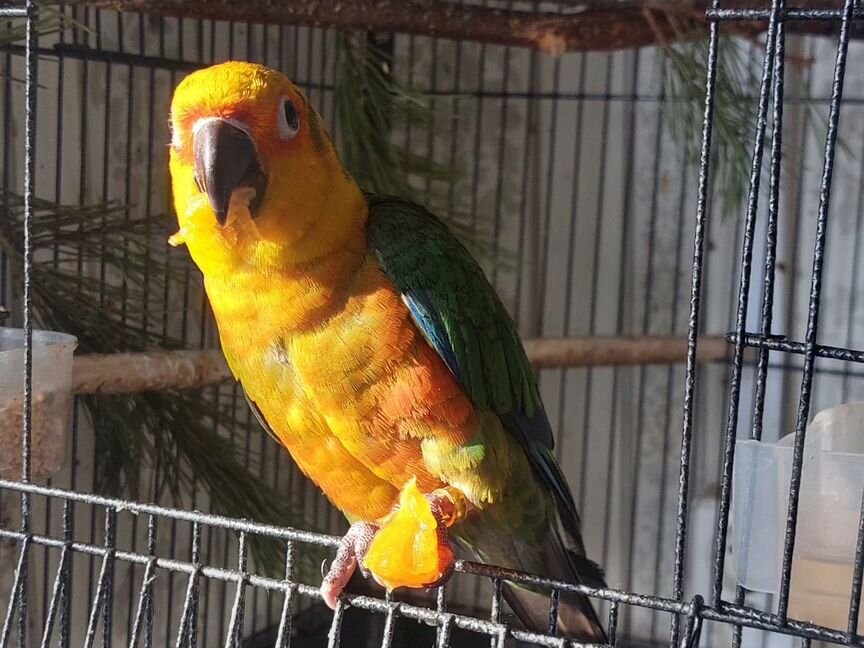 Аратинга Ендайя