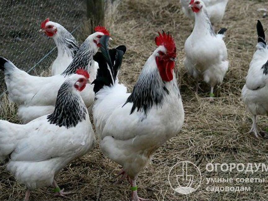 Инкубационное яйцо