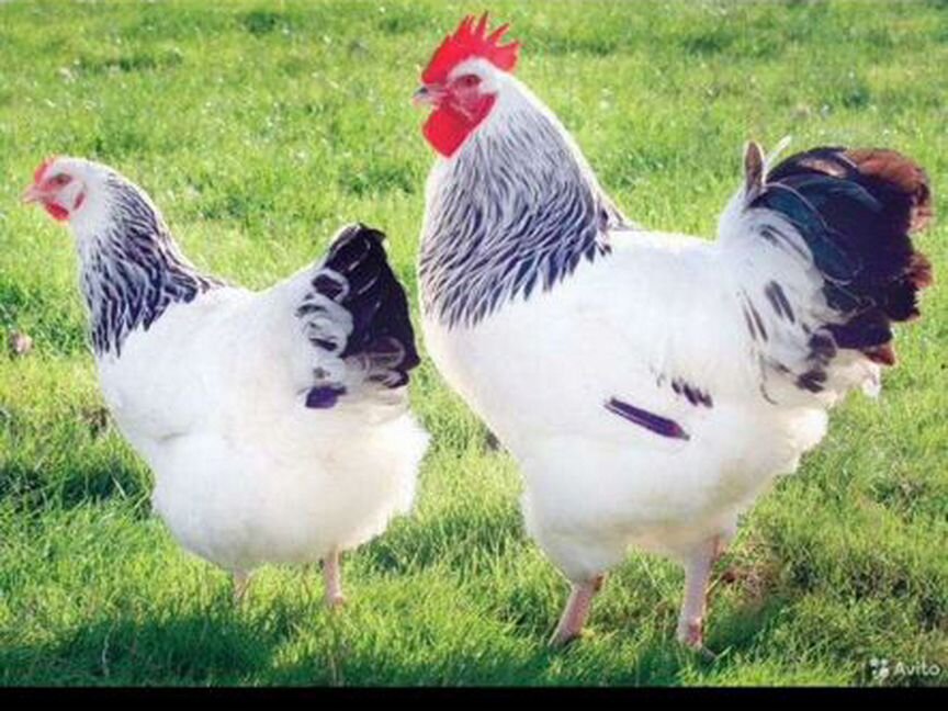 Куры несушки