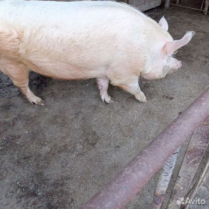 Продам рабочего хряка