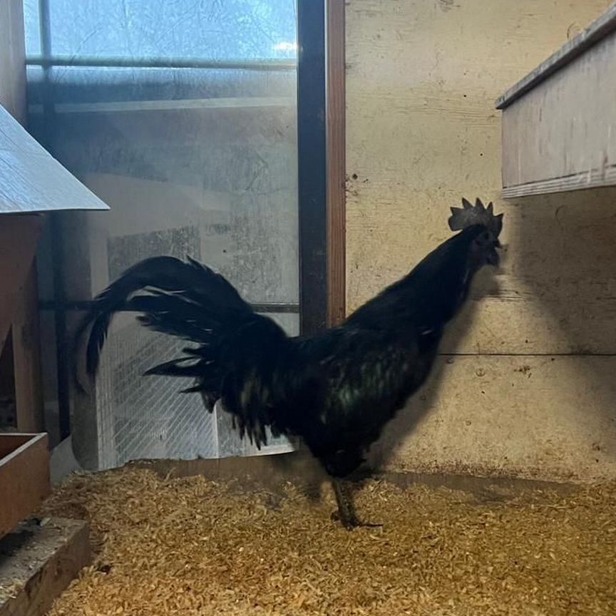 Петух ayam cemani