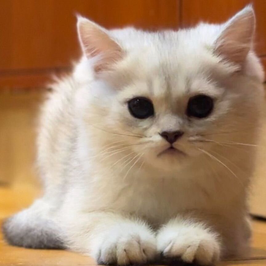 Плюшевый малыш