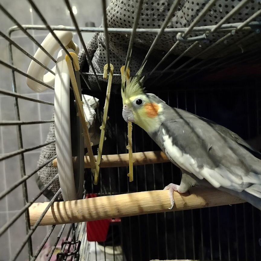 Попугай корелла с клеткой, самец