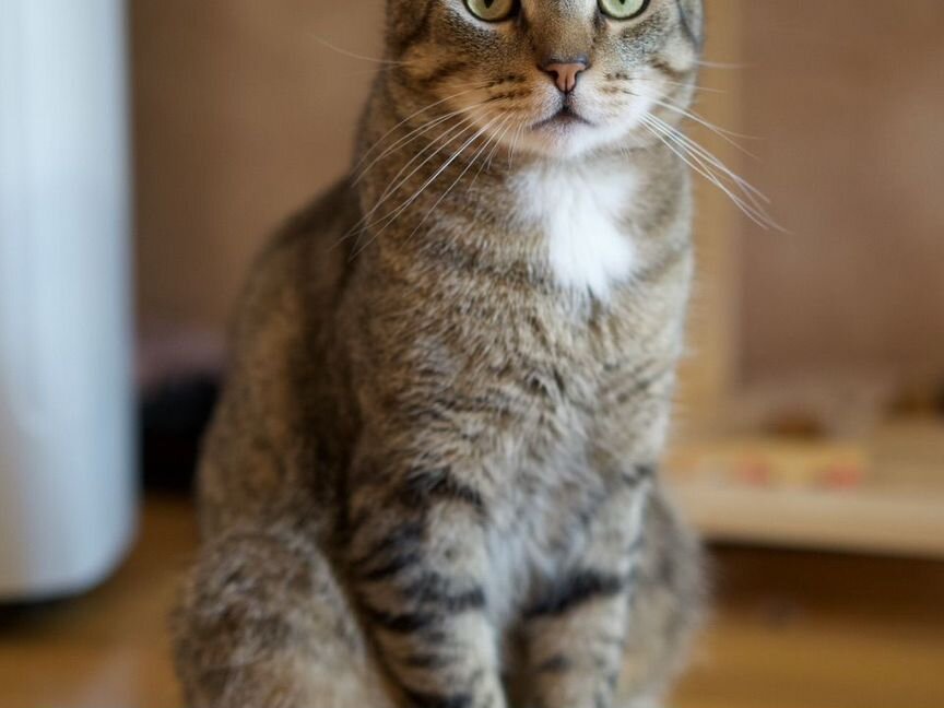 Кот Икс ждёт нового хозяина