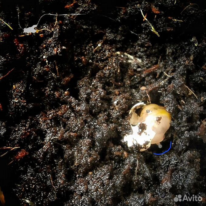 Улиточки Ахатины бесплатно