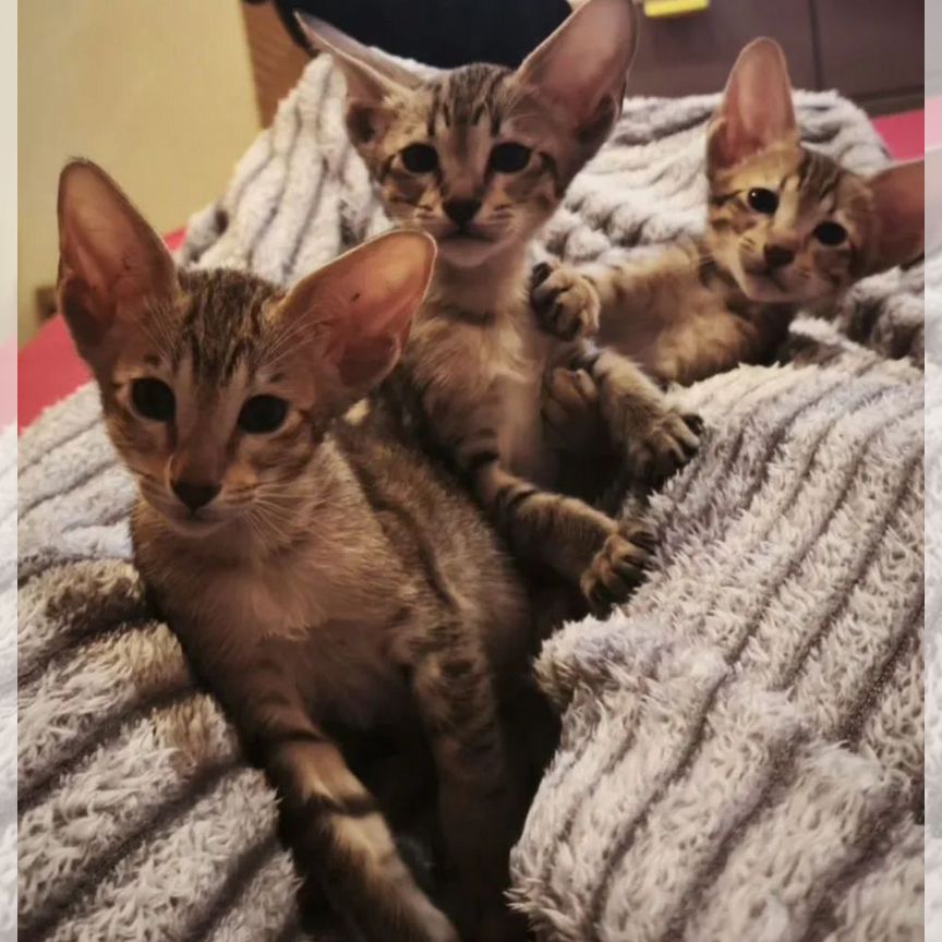 Ориентальный котёнок