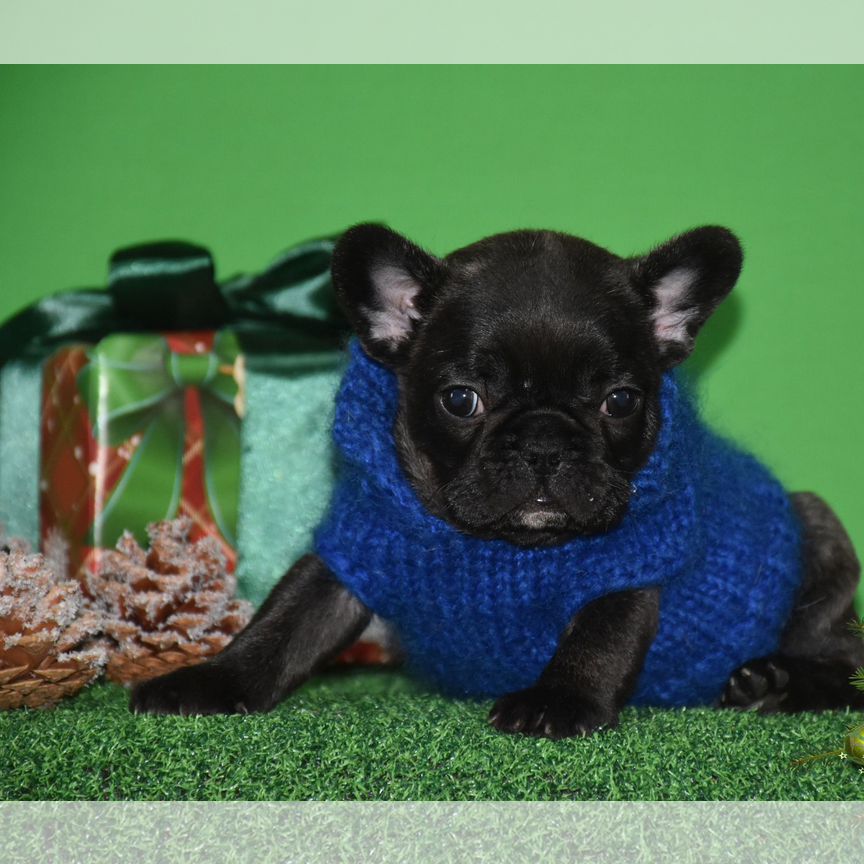 Французский бульдог, щенок