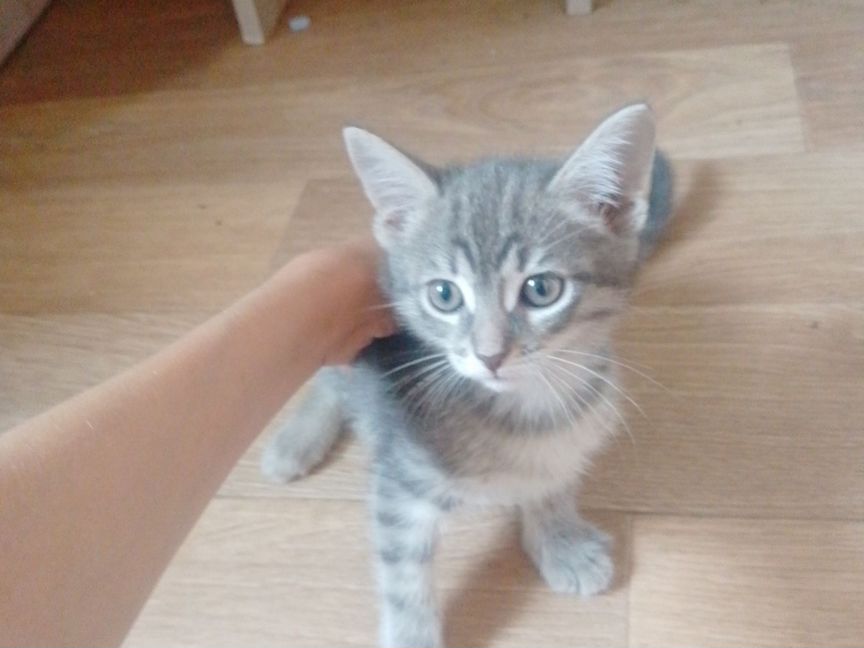 Котëнок мальчик