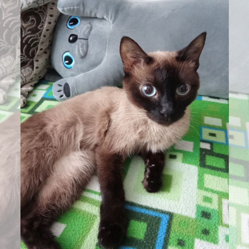 Сиамская, взрослая кошка