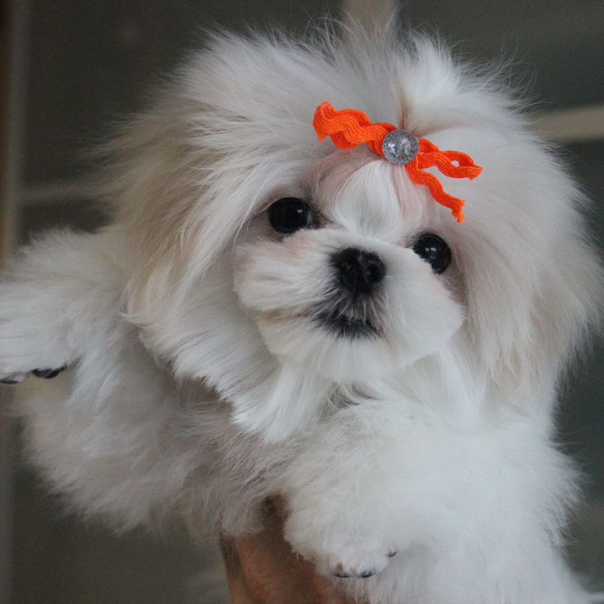 Мальтийская болонка, щенок