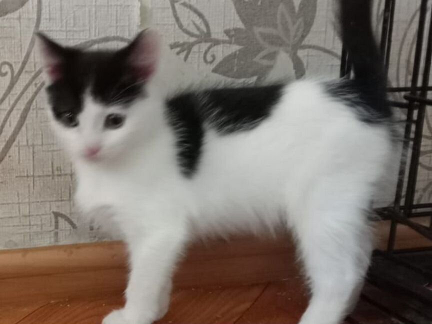 Котенок Шустрик 2 месяца с доставкой