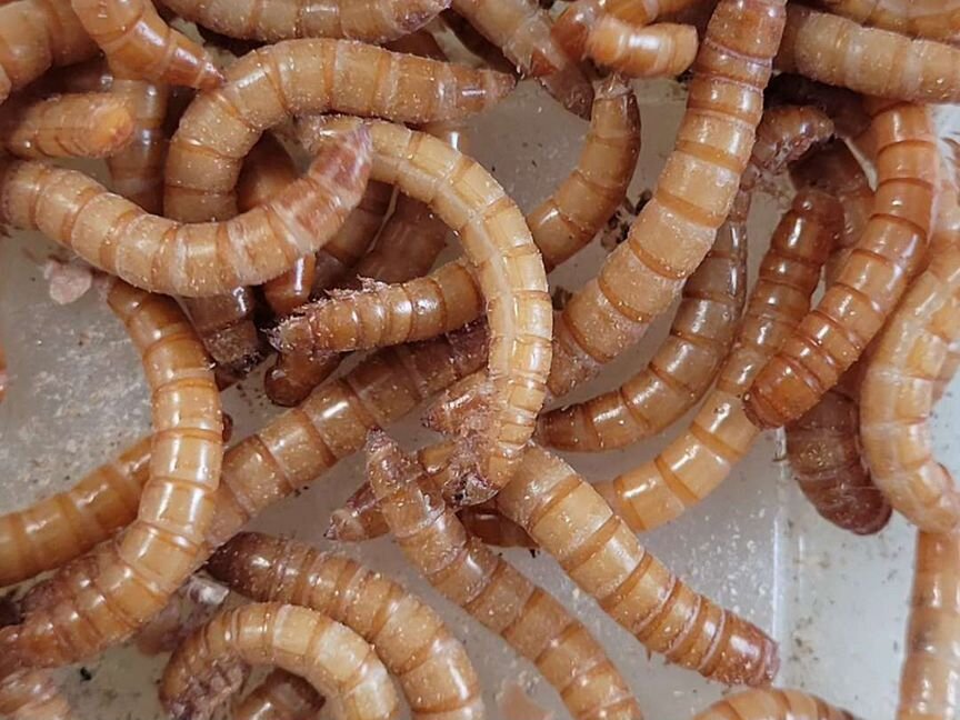 Мучной червь (мучник)