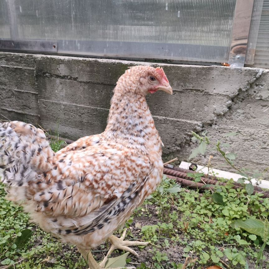 Куры несушки молодые Доминант