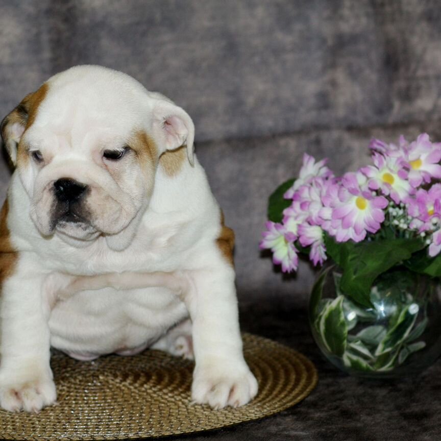 Английский бульдог