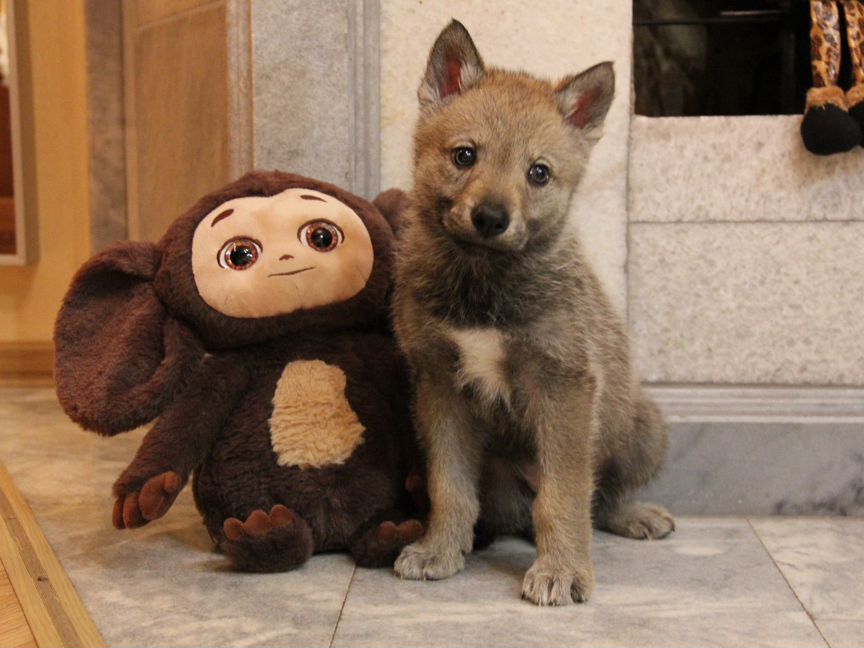 Щенки Чехословацкого волчака