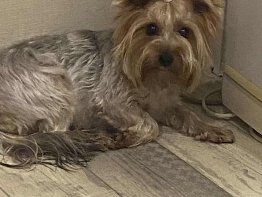 Ерширский терьер