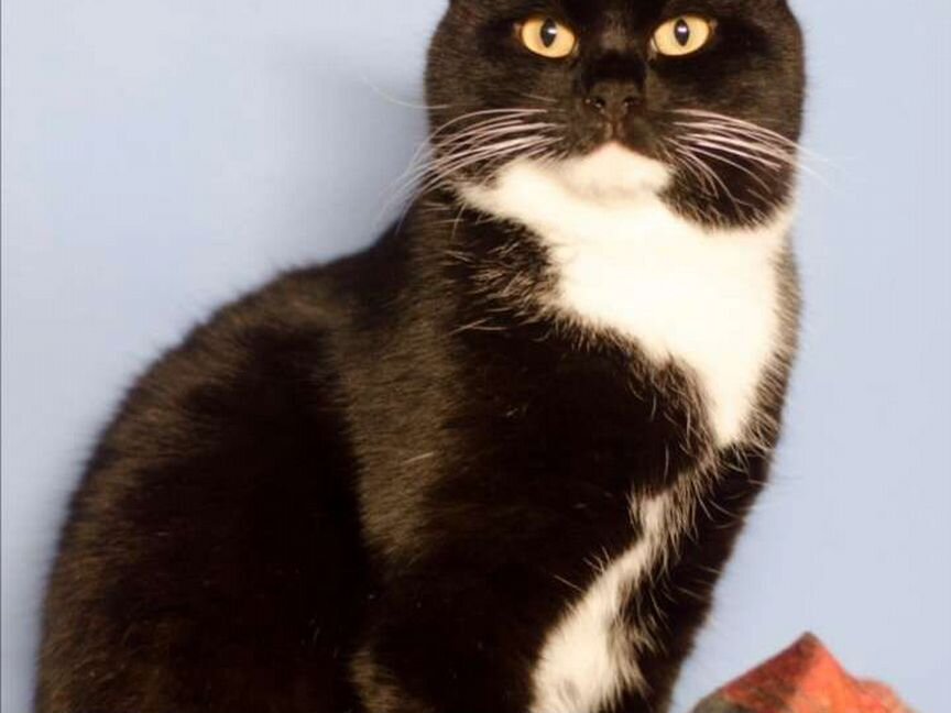 Котик Локки ищет дом