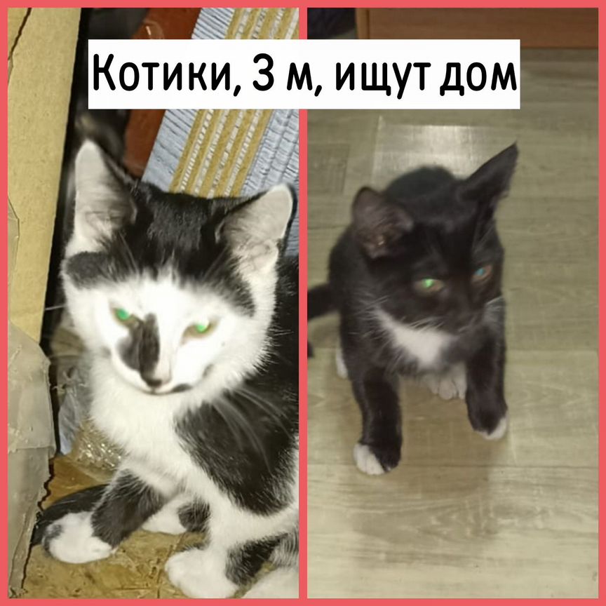 Котики, мальчики, 3 месяца, хорошо знают лоток