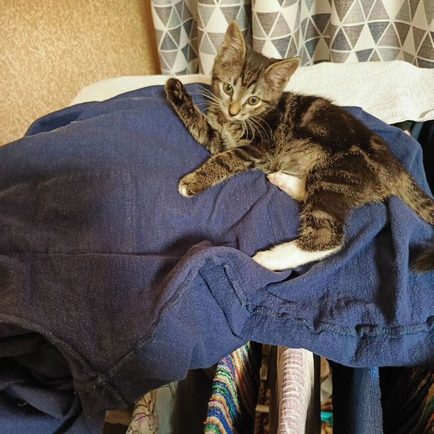 Котёнок в добрые руки